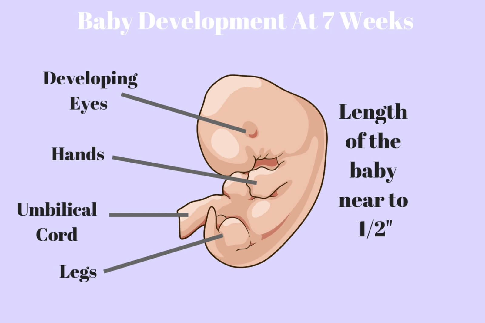 I’m 7 Weeks Pregnant - Vermont Republic