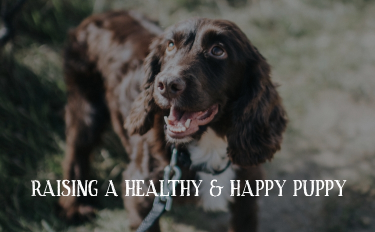 A Guide to Raising a Happy and Healthy Dog - Vermont Republic